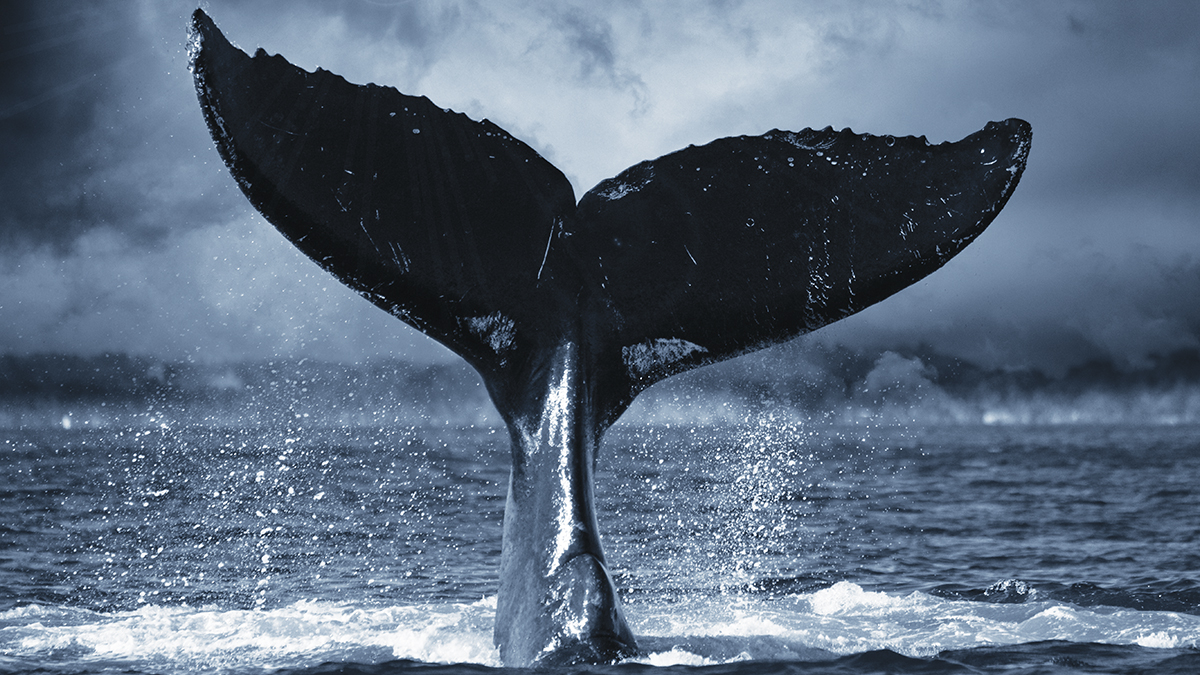 The History of Whaling: In the Heart of Mystic Seaport - Mystic Seaport ...